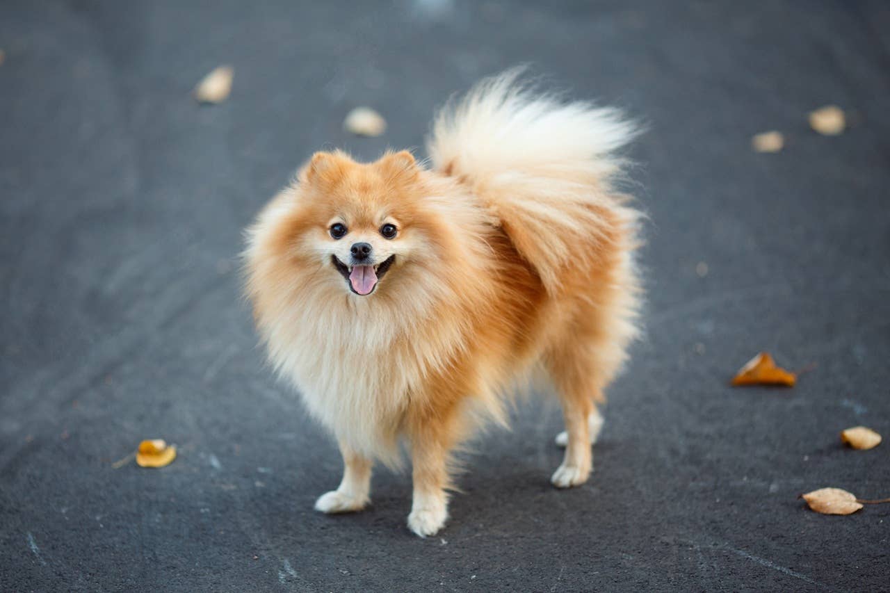 11 Bossy Dog Breeds Who Will Love You Fiercely, Say Experts - Parade Pets