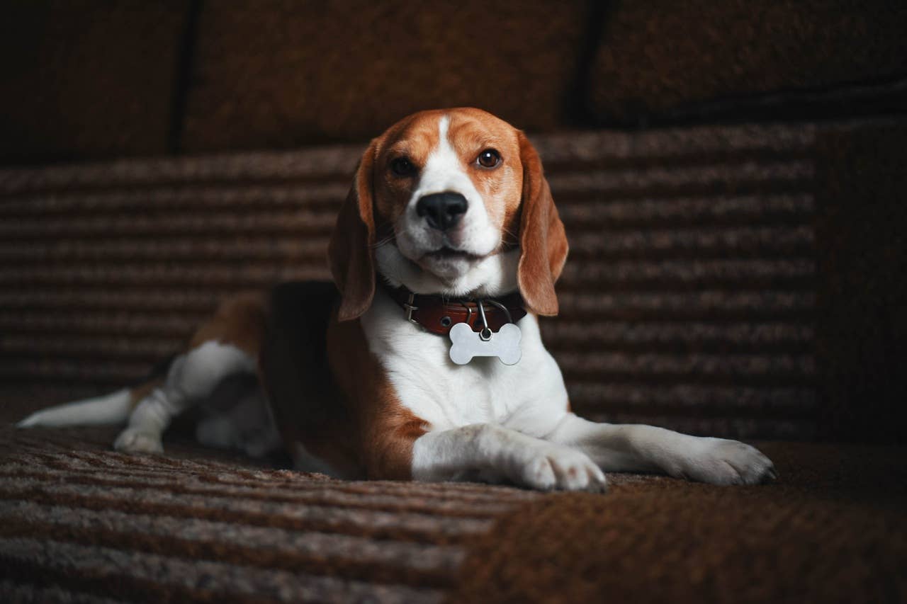 11 Bossy Dog Breeds Who Will Love You Fiercely, Say Experts - Parade Pets