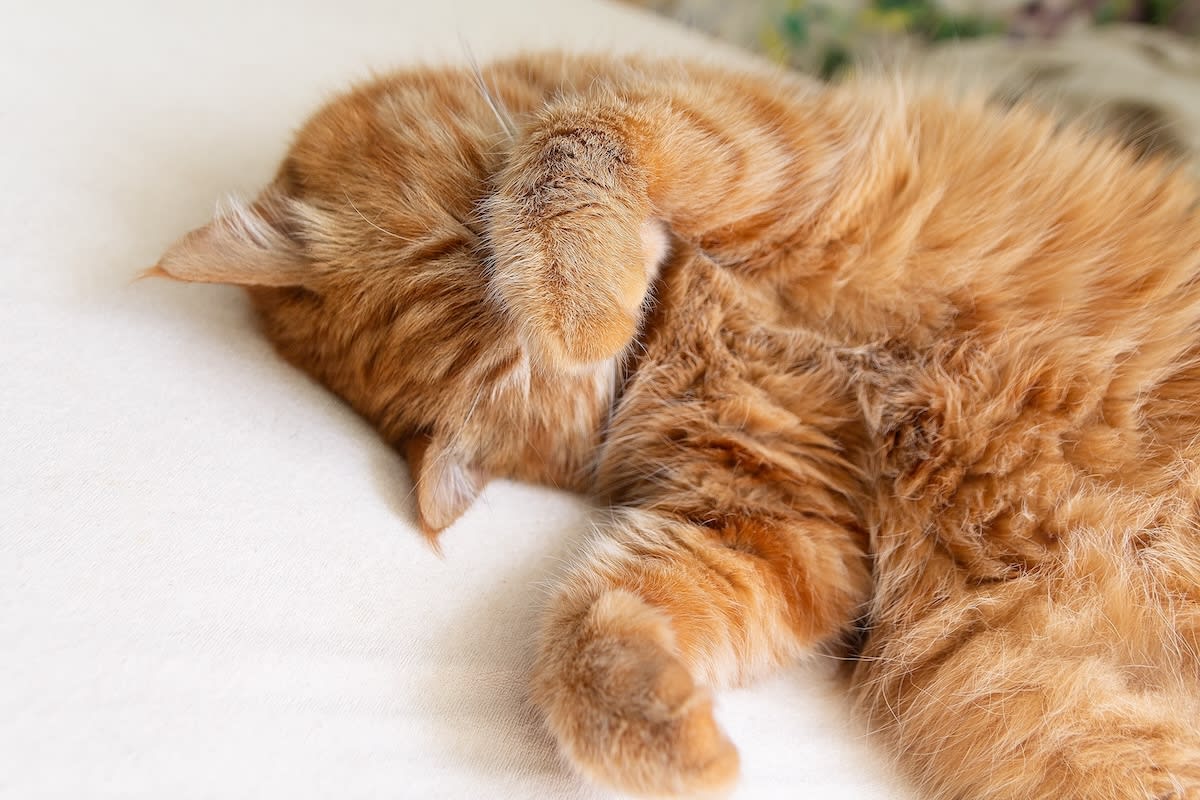 Scared Orange Cat’s ‘Kiss Appointment’ at the Vet Is Sweet - Parade Pets