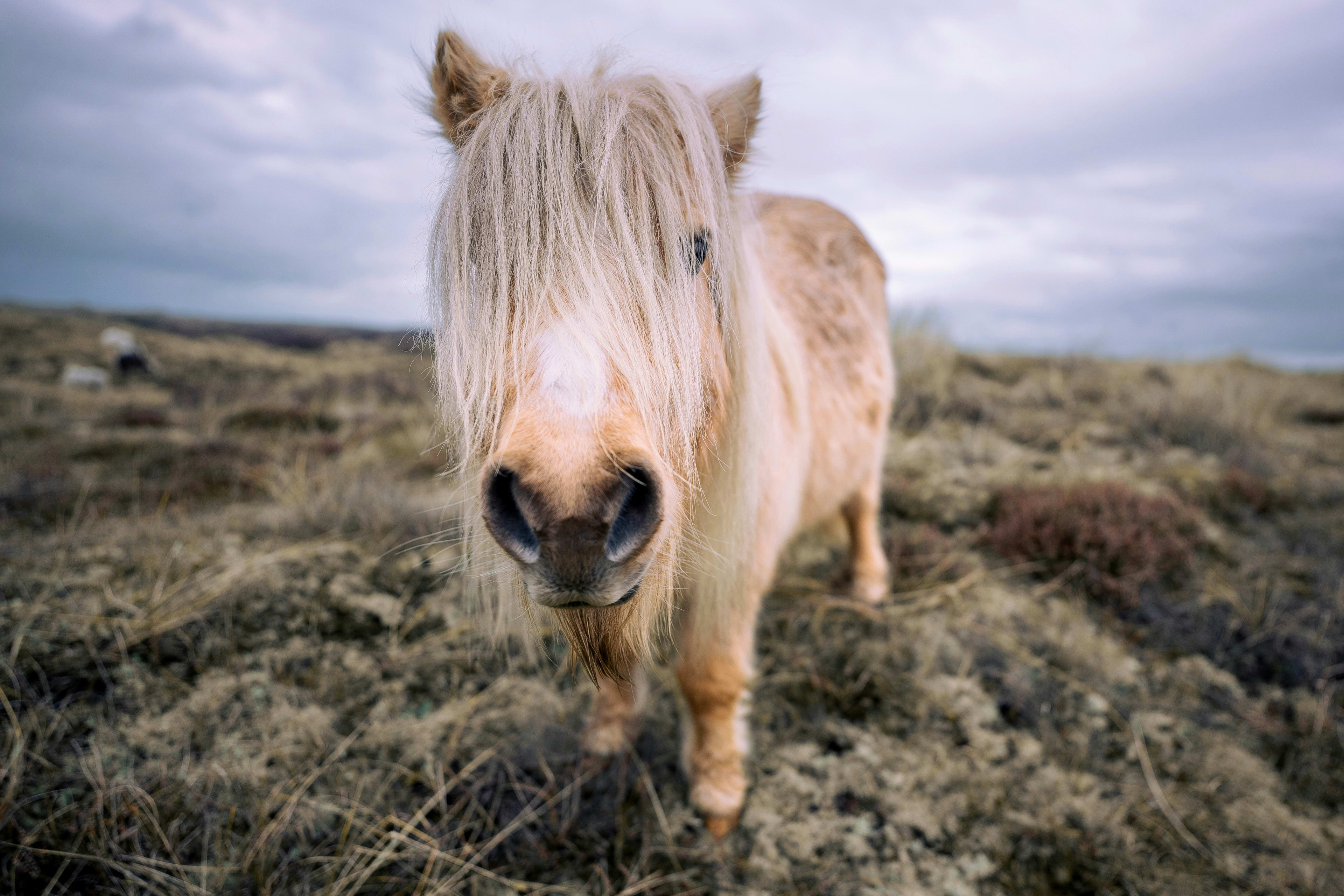 Miniature Shetland Pony Goes Viral for 'Lip-Synching' and Everyone's Obsessed - Parade Pets