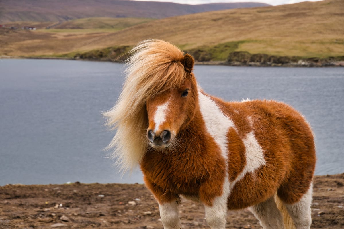 Miniature Shetland Pony Goes Viral for 'Lip-Synching' and Everyone's Obsessed - Parade Pets