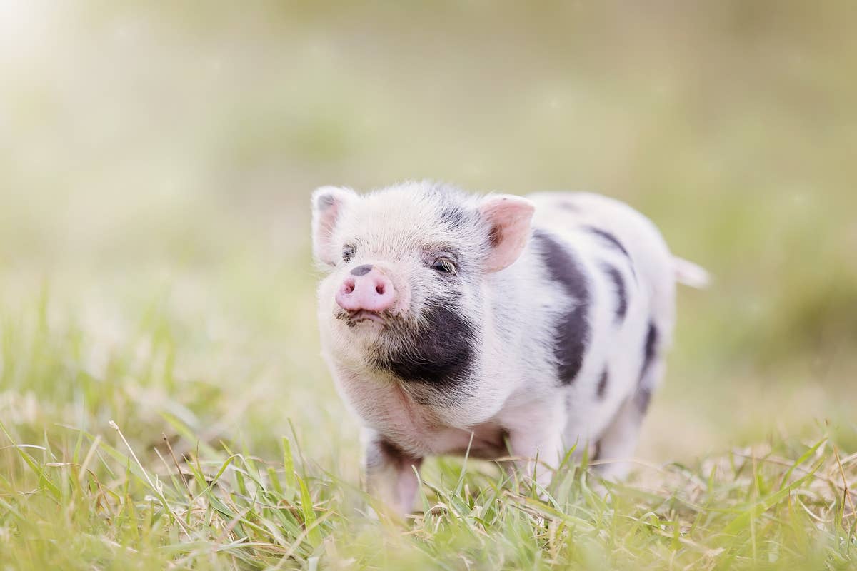 Teacup Pig Finds the Cutest Spot To Nap on Her Dad and It's Pure Bliss ...