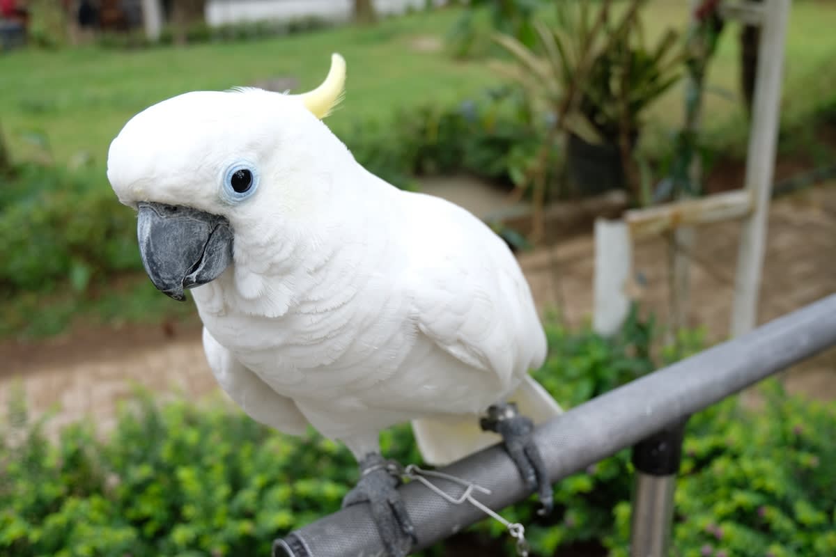 Cockatoo Is Obsessed With His 'Musical' Birthday Card - Parade Pets