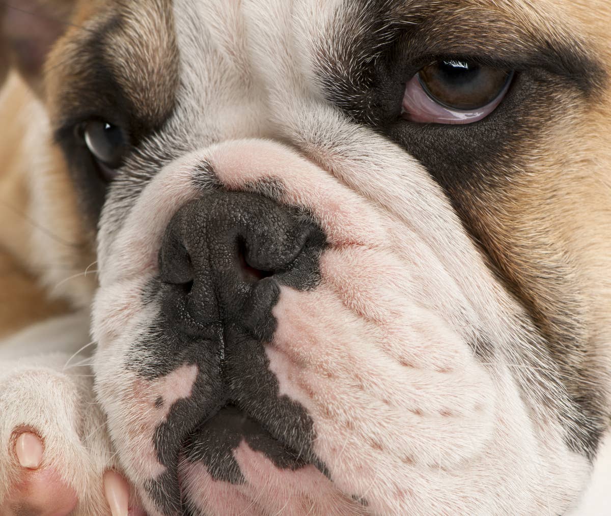 Bulldog's Death Stare When He Doesn't Get Promised Belly Rub Is ...