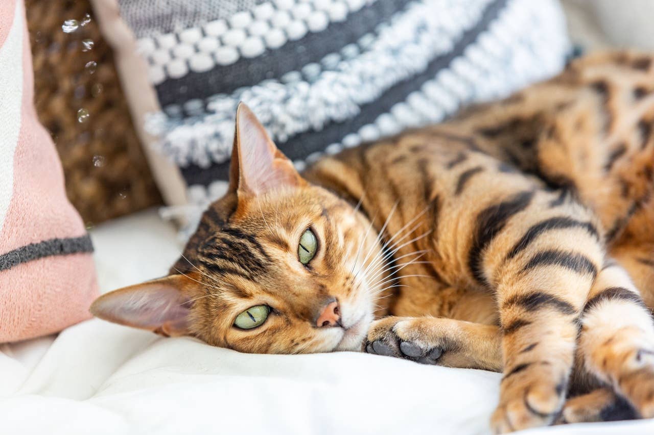 These 5 Cat Breeds Are Shockingly As Big As Dogs, Vets Say - Parade Pets