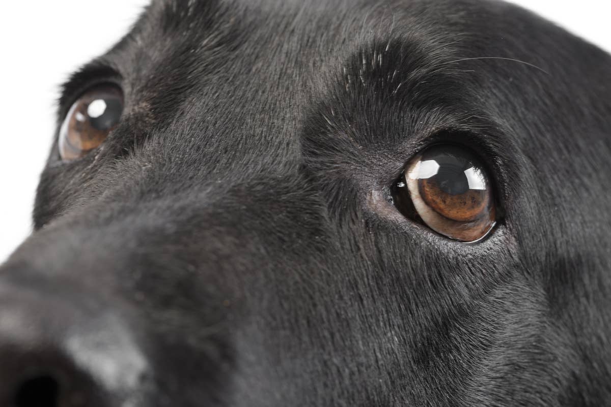 Black Labrador Only Plays With Toys if They 'Talk' to Him and It's the ...