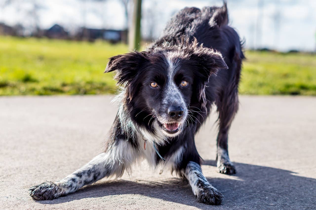 7 Cheapest Dog Breeds That Are Cute & Affordable, Say Experts - Parade Pets