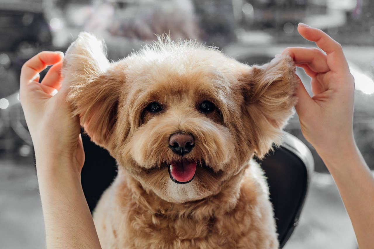 7 Cheapest Dog Breeds That Are Cute & Affordable, Say Experts - Parade Pets