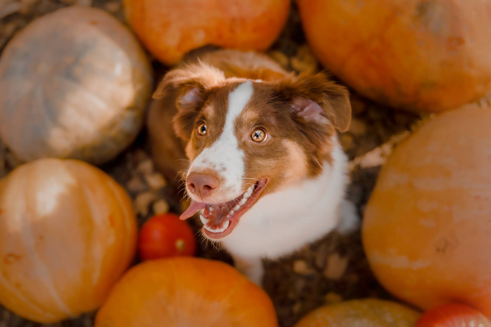 Is PetSmart Open on Thanksgiving? 2025 Holiday Hours - Parade Pets