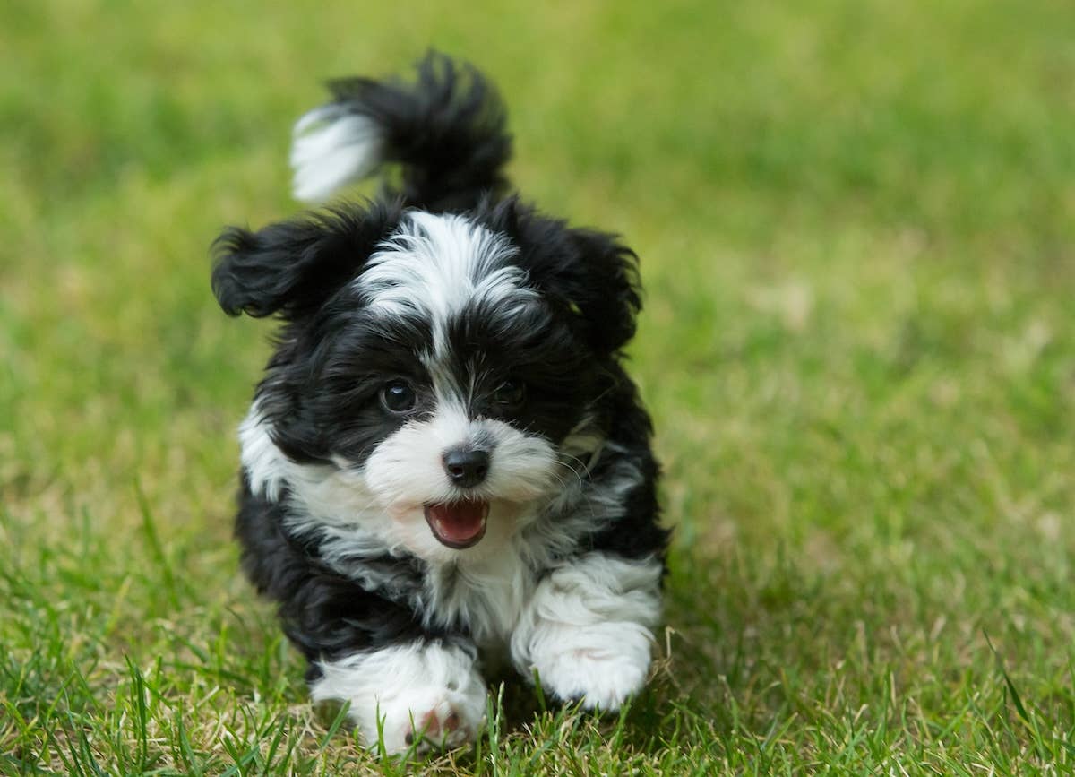 Havanese Puppy's Happy Hop Out of His Crate Is So Cute - Parade Pets