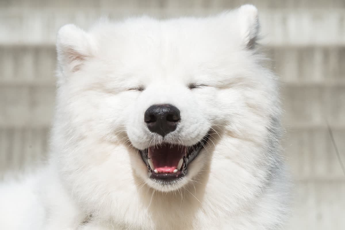 Samoyed Looks Just Like a Mini Polar Bear - Parade Pets