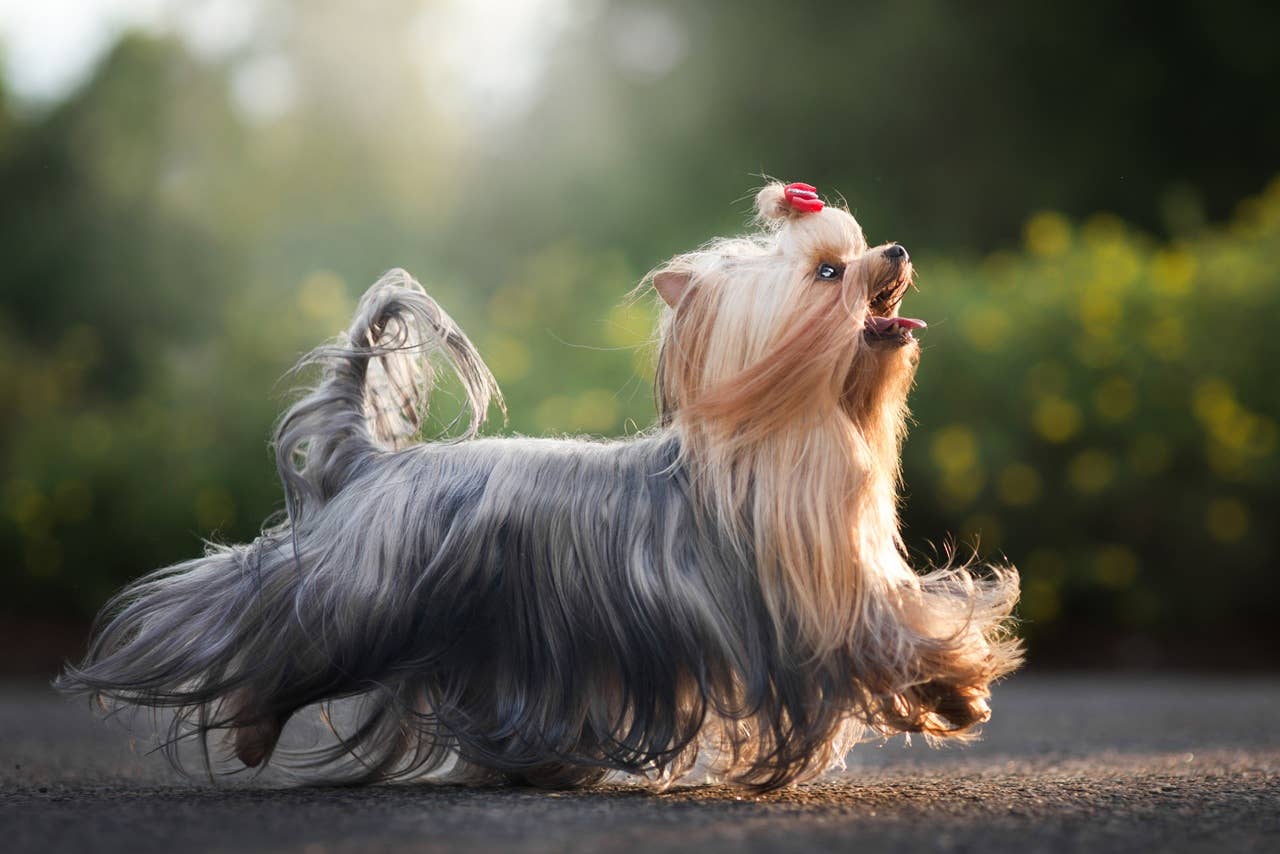8 Gorgeous Dog Breeds That Will Blow Your Mind - Parade Pets