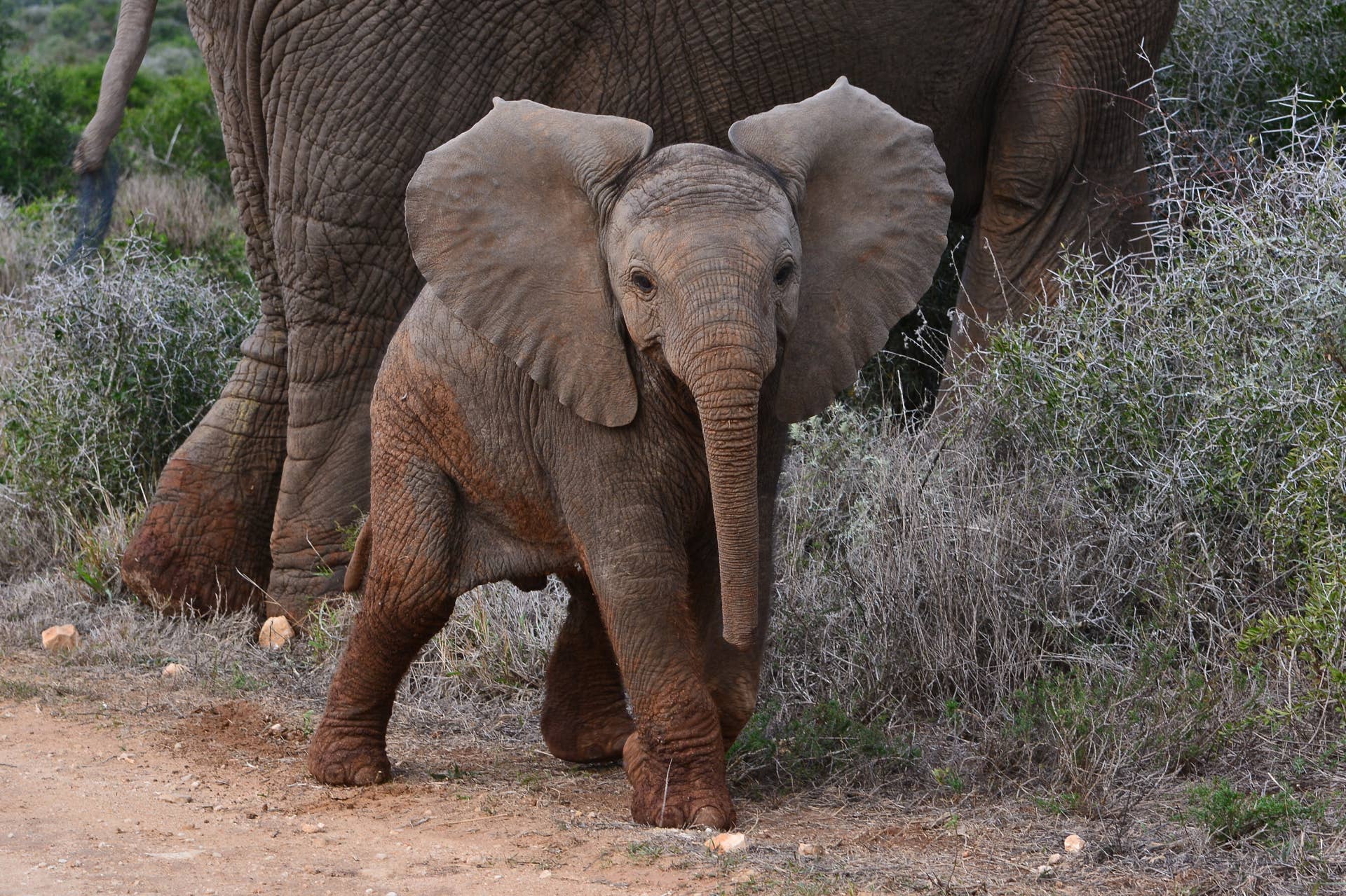 Baby Elephant Returns Handler's Affirmations With Kisses - Parade Pets