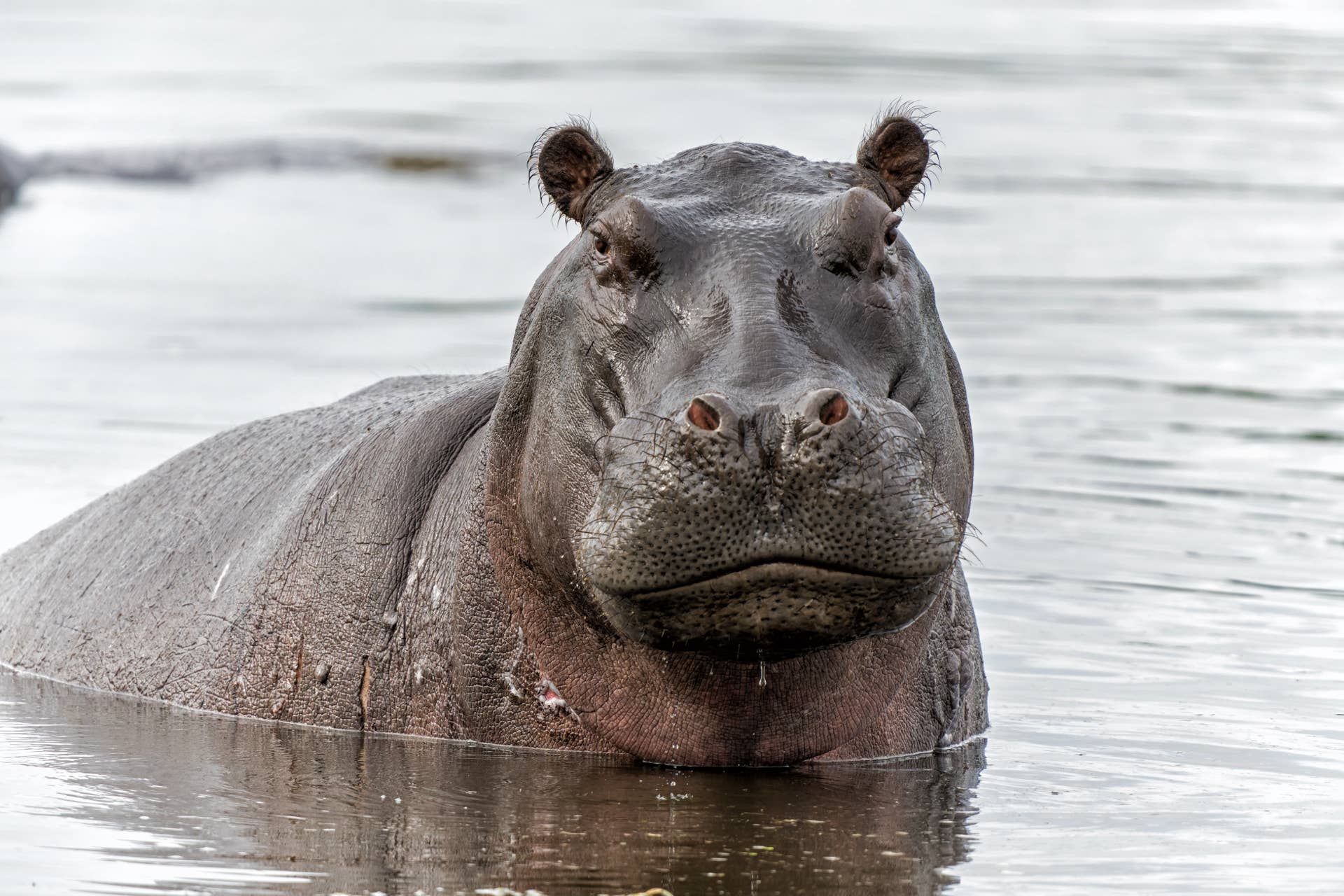 52-Years-Young Hippo Gets a ‘Hungry Hungry Hippos’ Party - Parade Pets