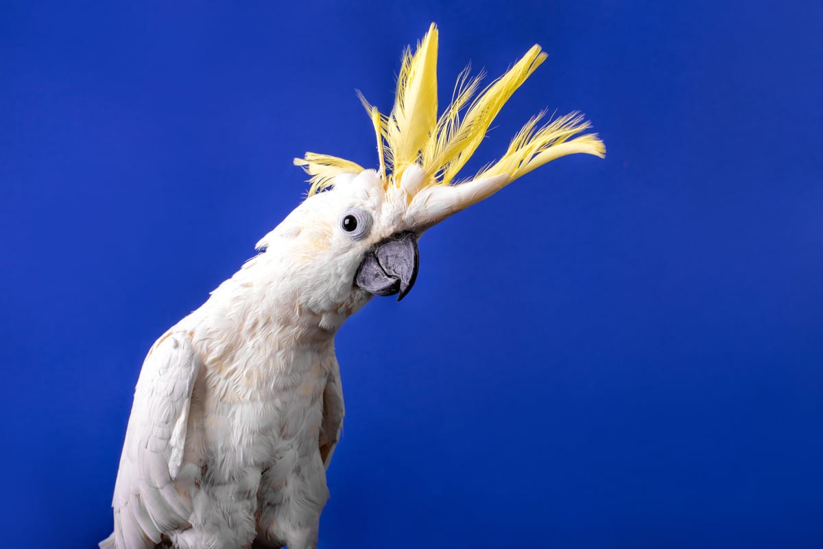Comic Relief Cockatoo Employs 'Moonwalk Scuttle' to Ease Staff Stress ...