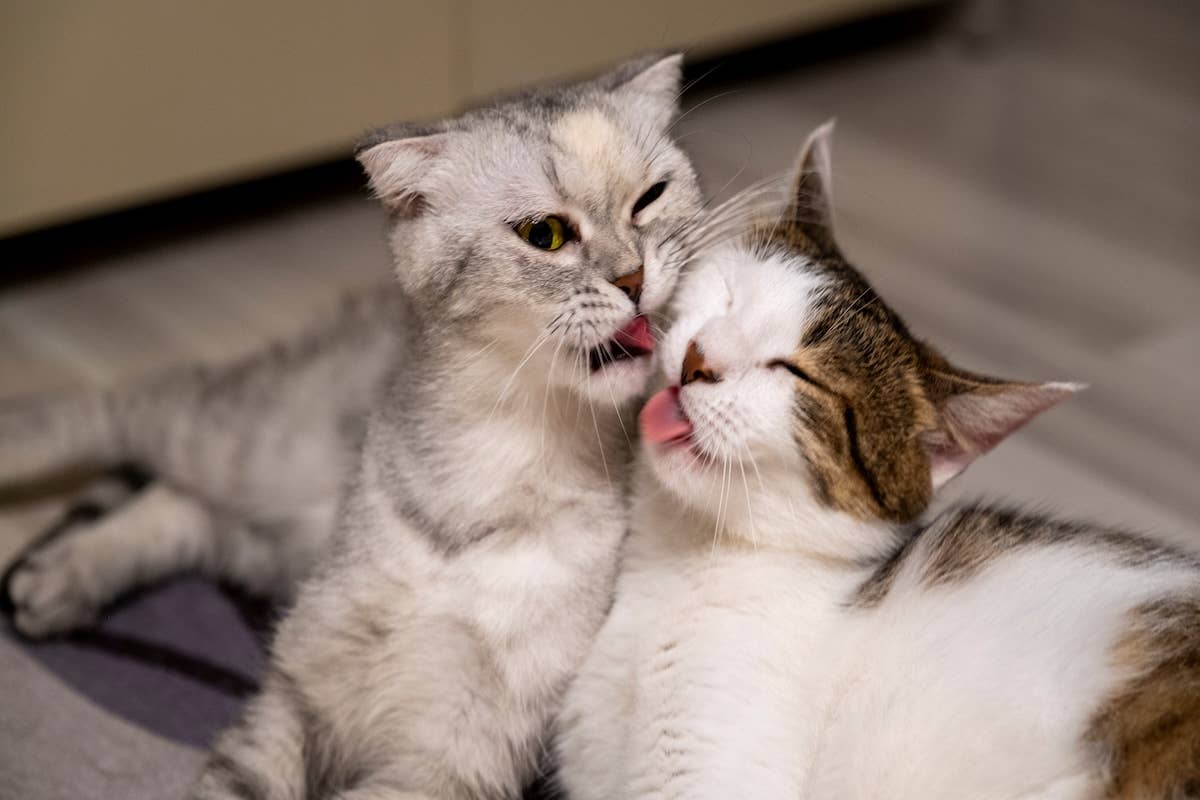 Cat Who ‘Needed a Baby’ Gives New Friend the Sweetest Kisses - Parade Pets