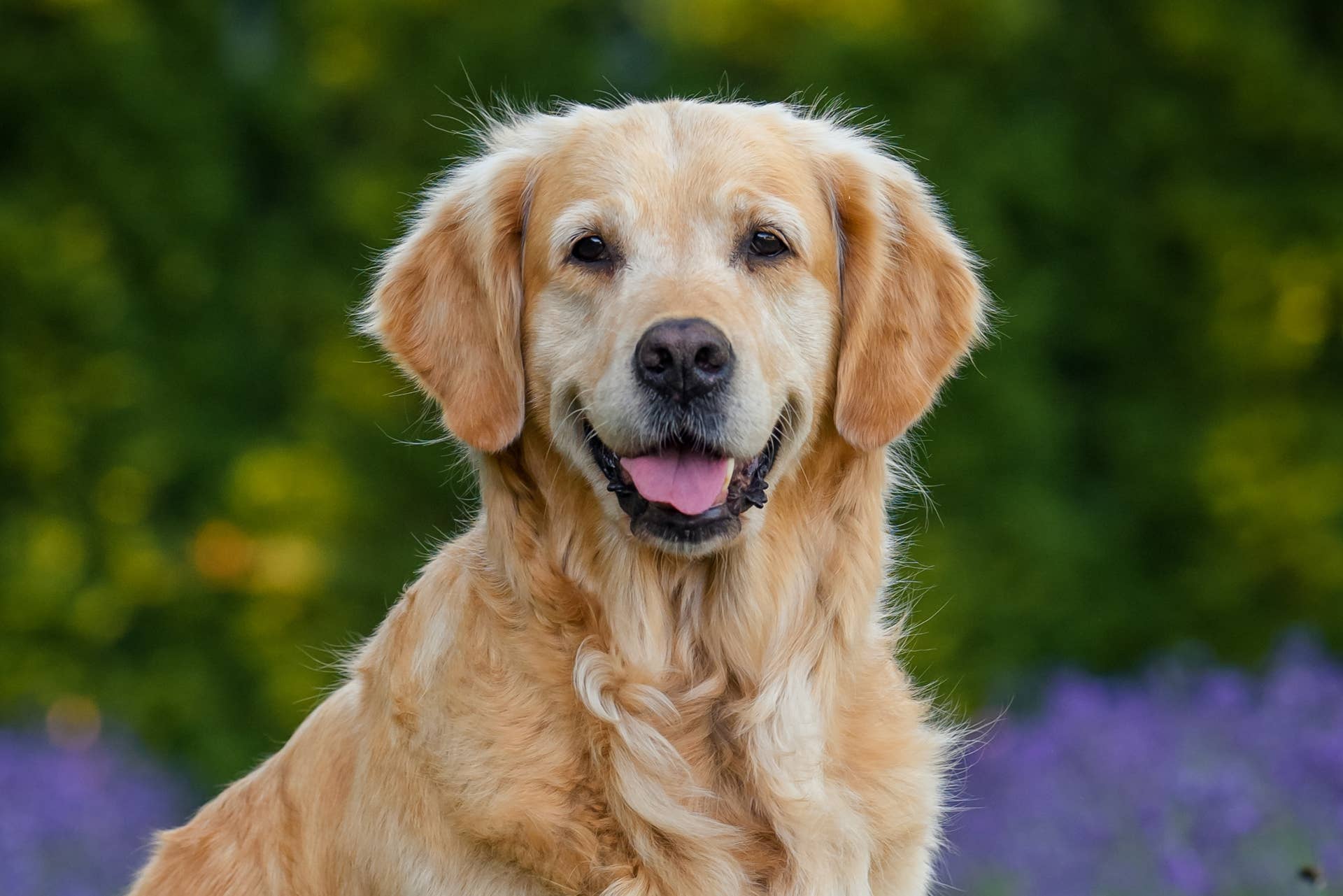 Golden Retriever Proudly Shows Off His Teddy Bear Friend - Parade Pets