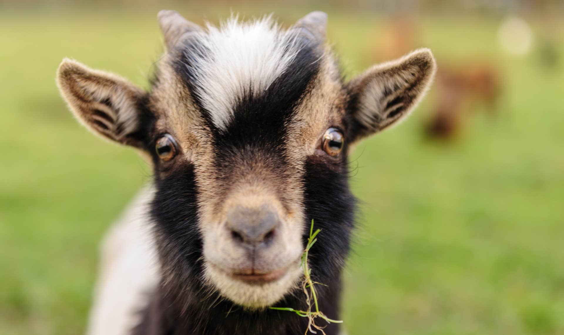 6-Day-Old Baby Goat Jumps For Joy When She Sees Her Mom - Parade Pets