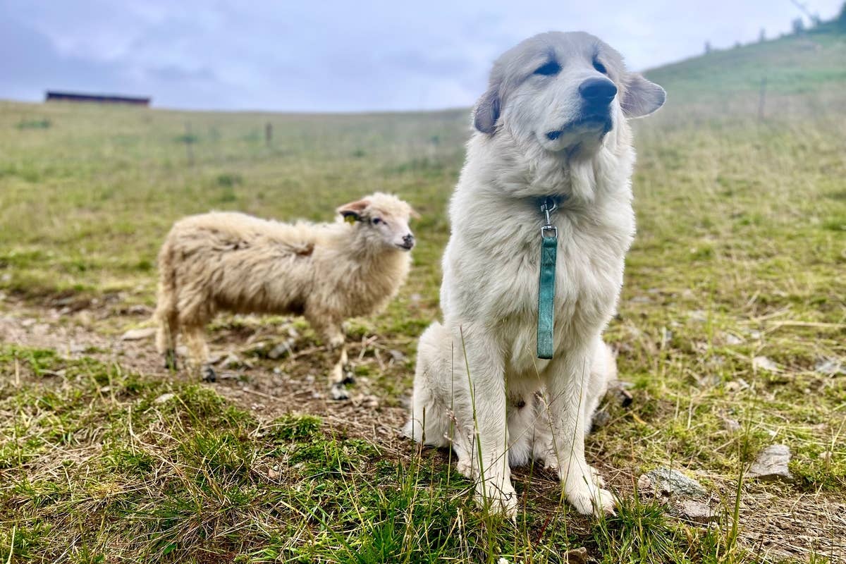 Great Pyrenees Sweetly Steps up To Care for Tiny Lamb Rejected by Her ...