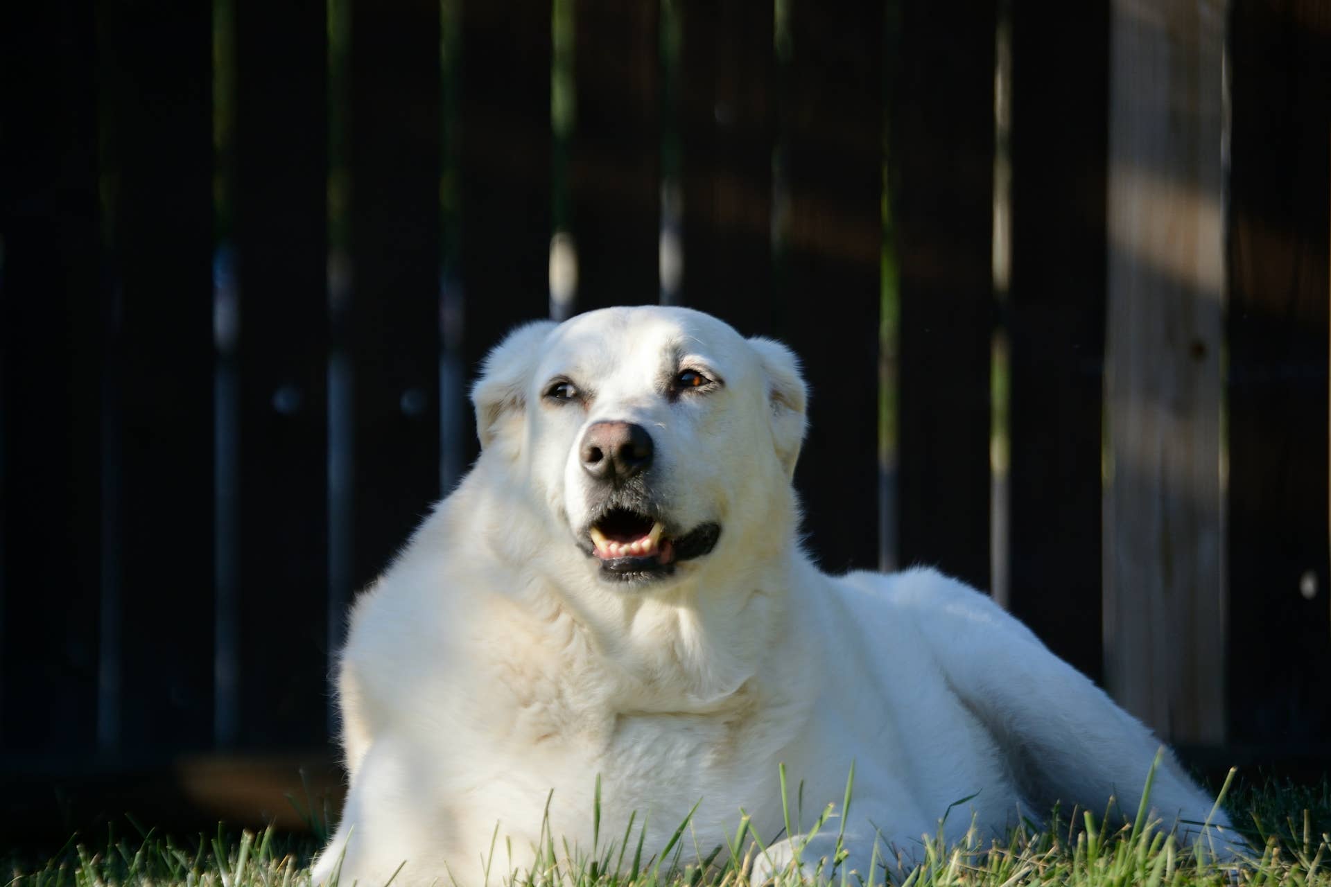 Great Pyrenees Sweetly Steps up To Care for Tiny Lamb Rejected by Her ...