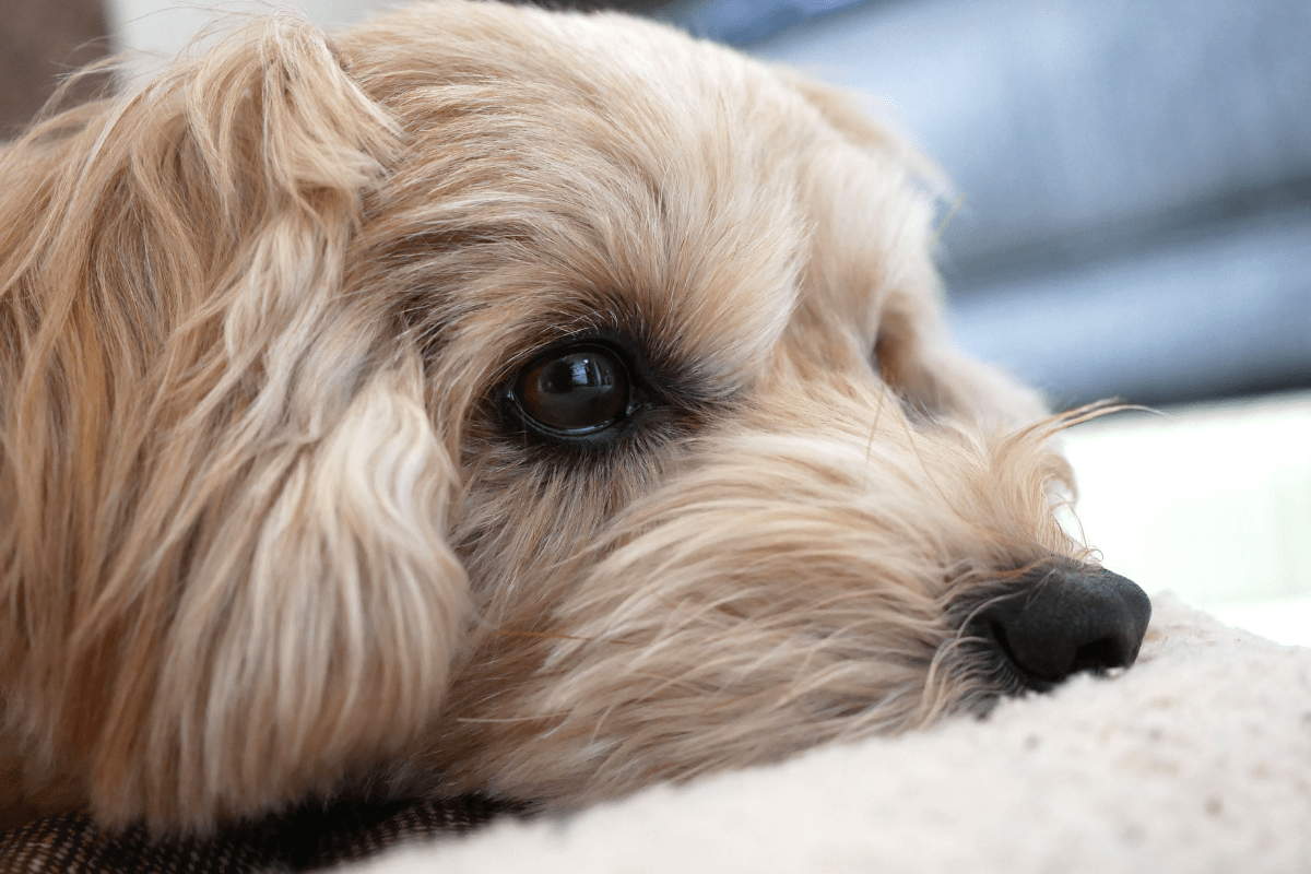 Tiny Toy Poodle Throws Major Shade Before Bedtime and It’s Hilarious ...