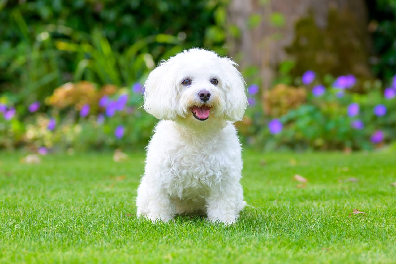 7 Well-Behaved Dog Breeds Experts Recommend - Parade Pets