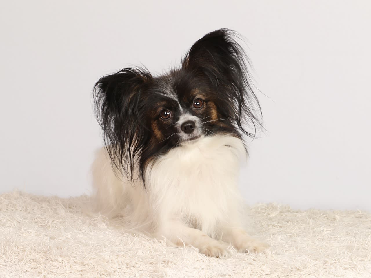 7 Well-Behaved Dog Breeds Experts Recommend - Parade Pets