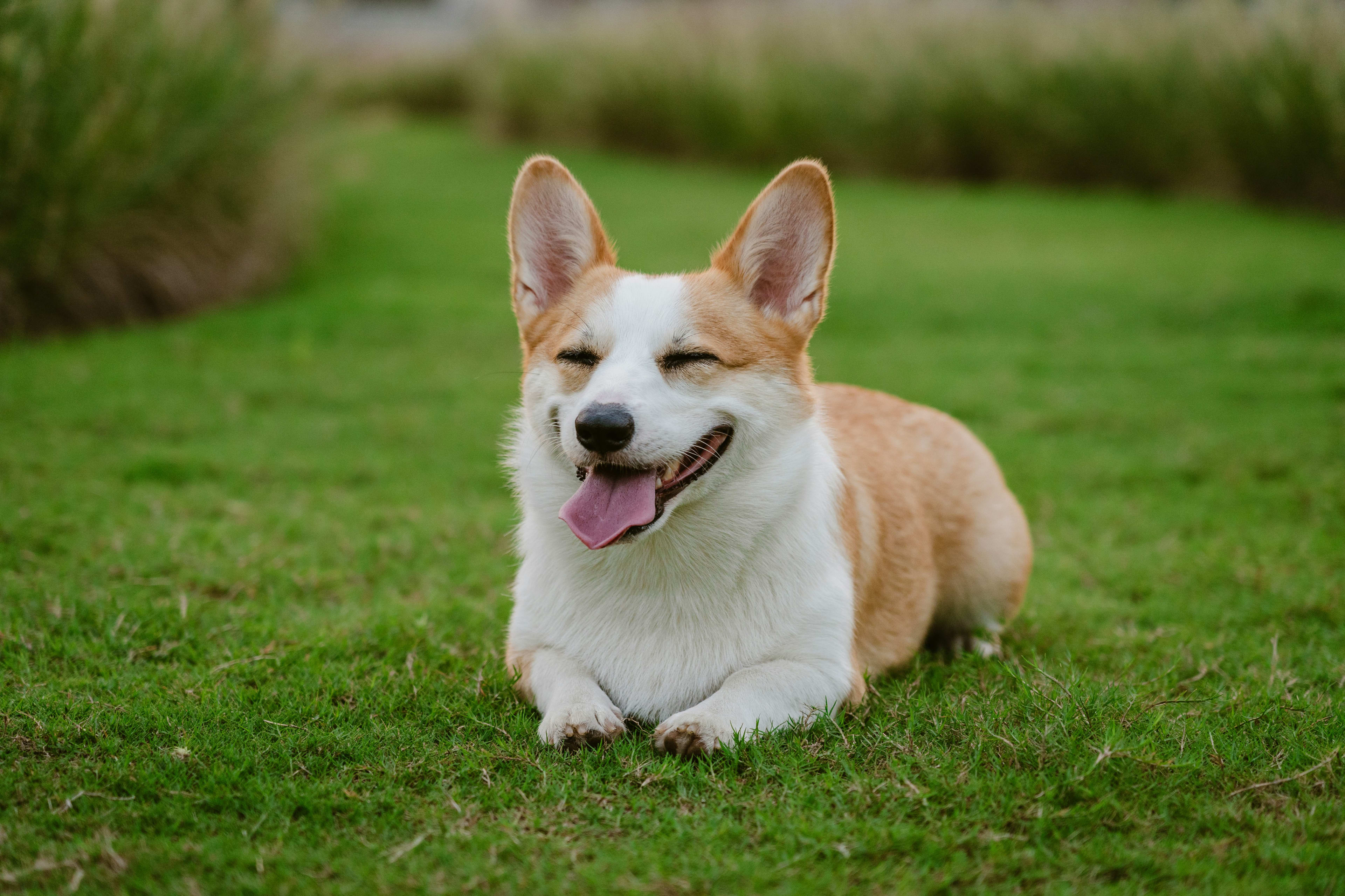 Corgi's Precious Friendship With Hamster Is Pure Pixar Magic - Parade Pets