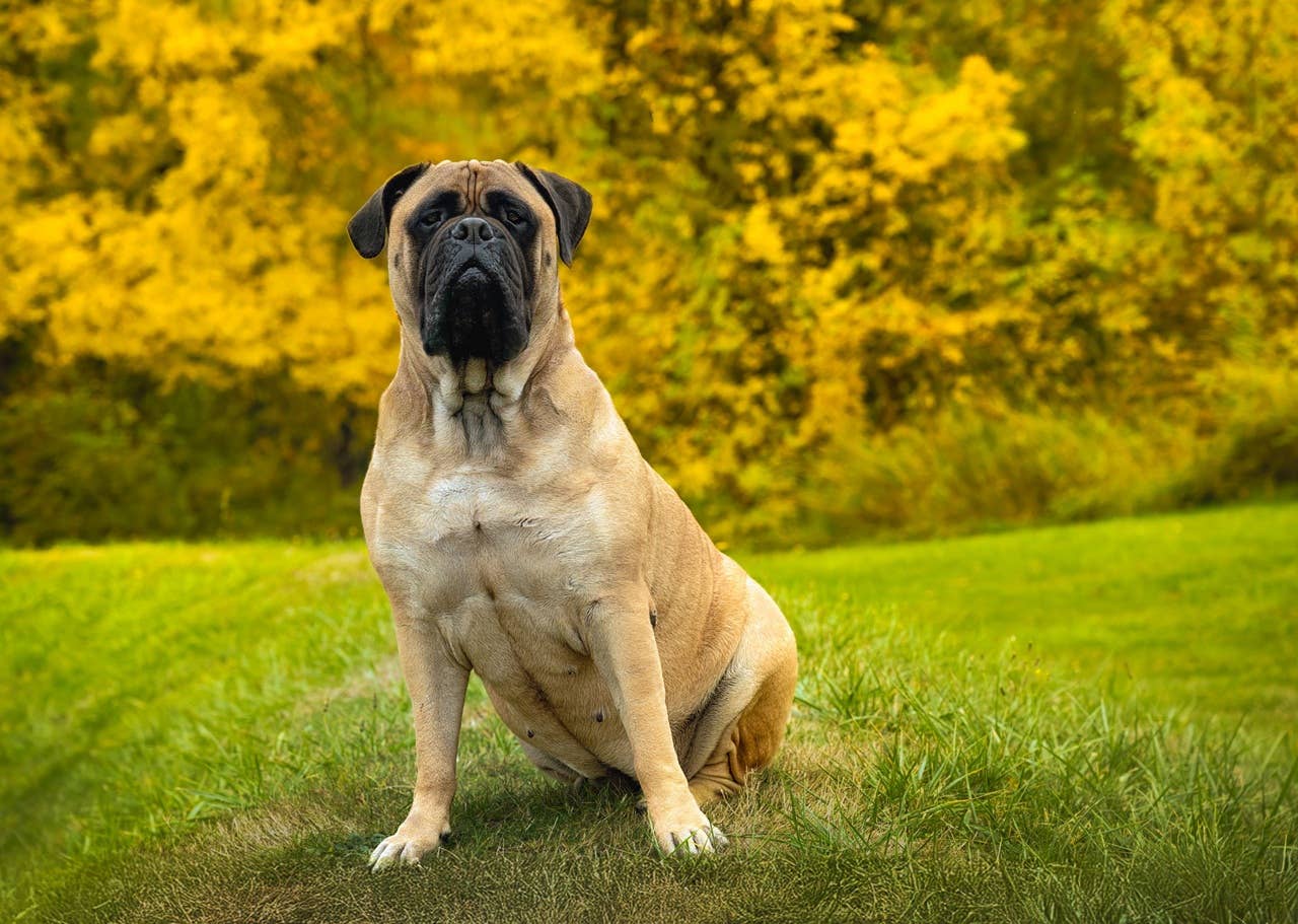 7 Most Dangerous Dog Breeds, According to Experts - Parade Pets