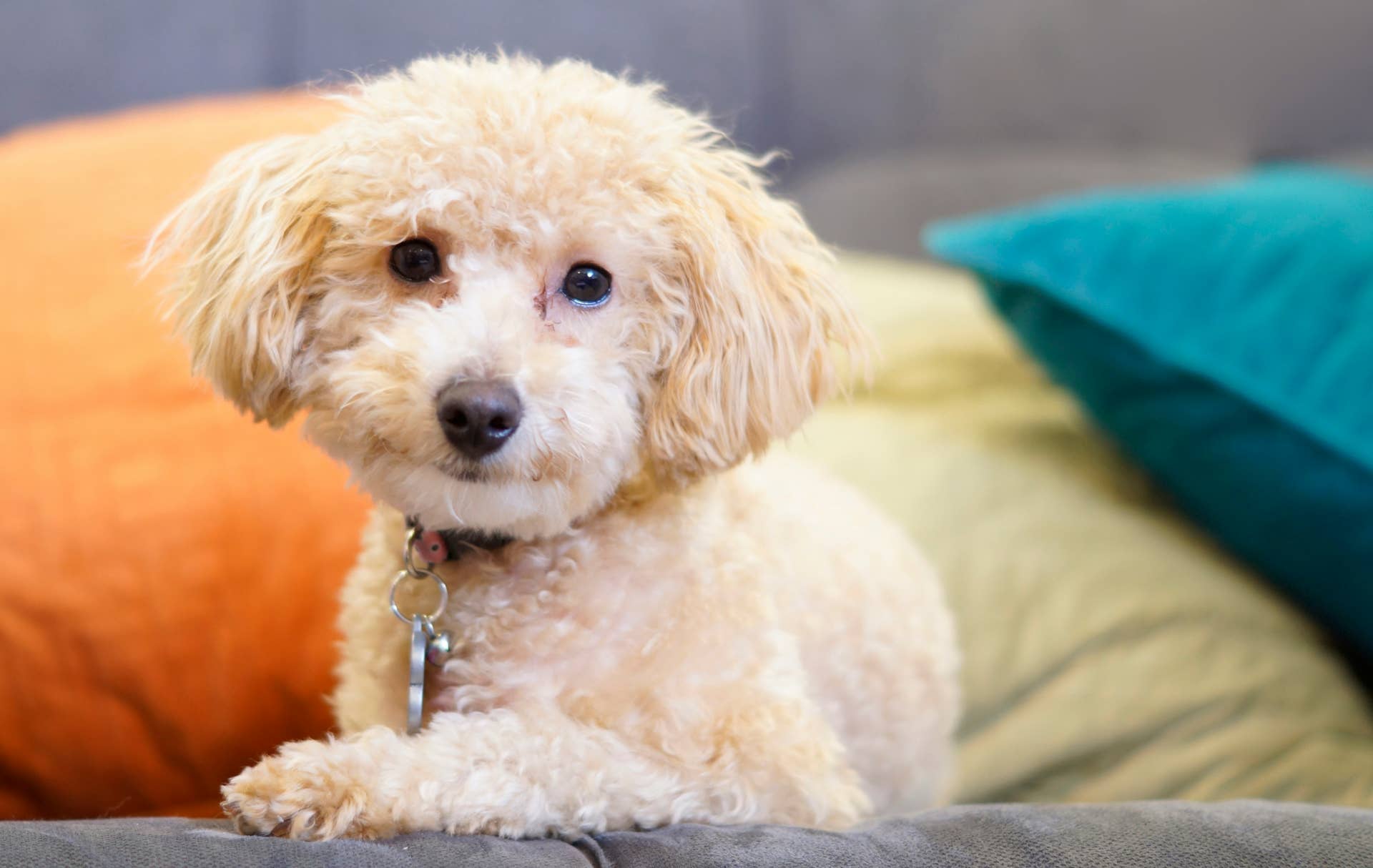 Cute Poodle Is Absolutely Mesmerized By Seeing Her Very First Snowfall ...
