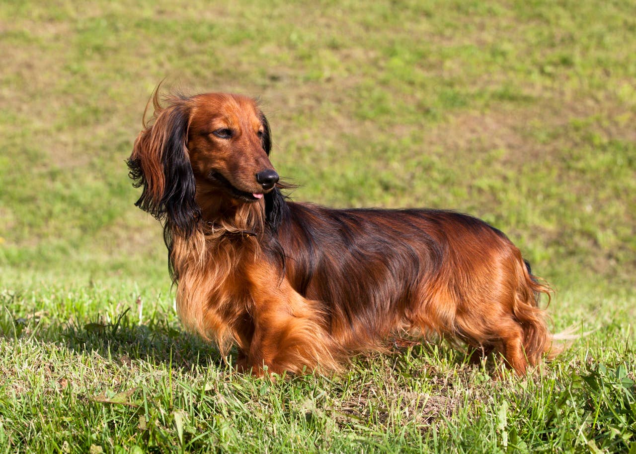 Top 5 Dachshund Breeds Every Wiener Dog Fan Should Know - Parade Pets