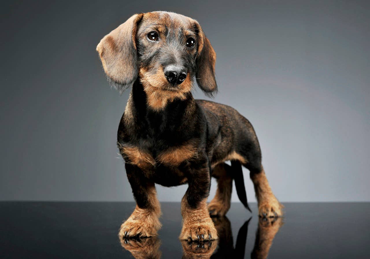 Top 5 Dachshund Breeds Every Wiener Dog Fan Should Know - Parade Pets