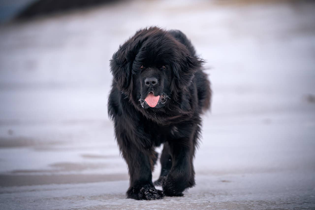 Top 5 Dog Breeds That Shed the Most, Experts Reveal - Parade Pets