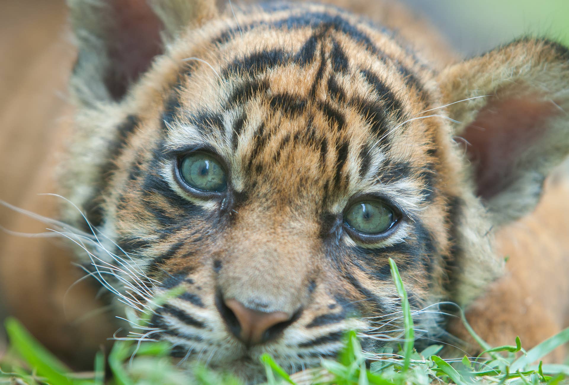 Tigers Sing Along With Man Who Sings ‘Eye of the Tiger’ to Them ...
