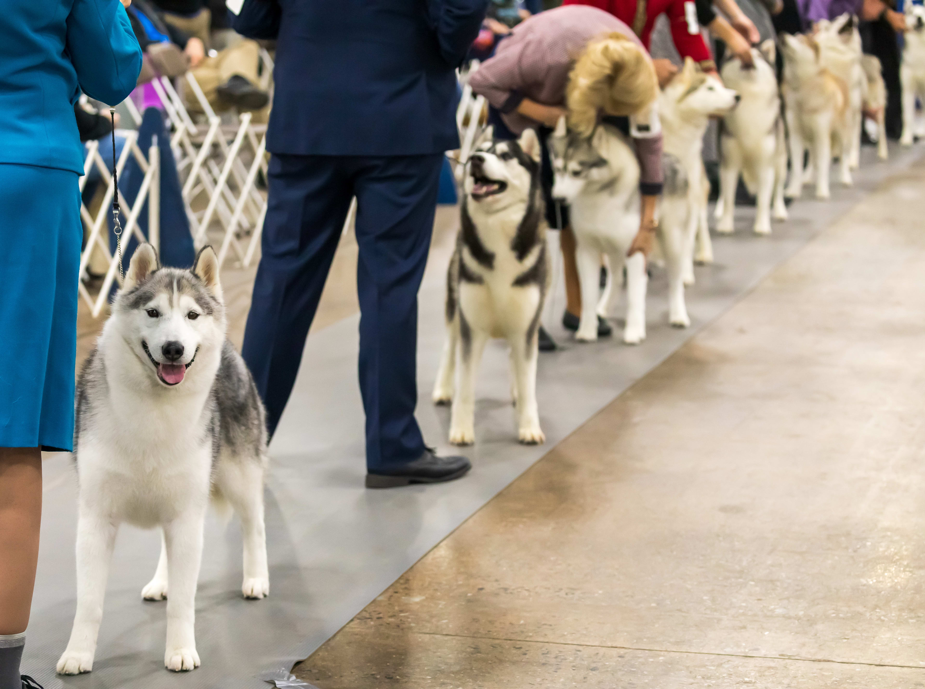 Premier Dog Organization Announces Top Names for 2025 - Parade Pets