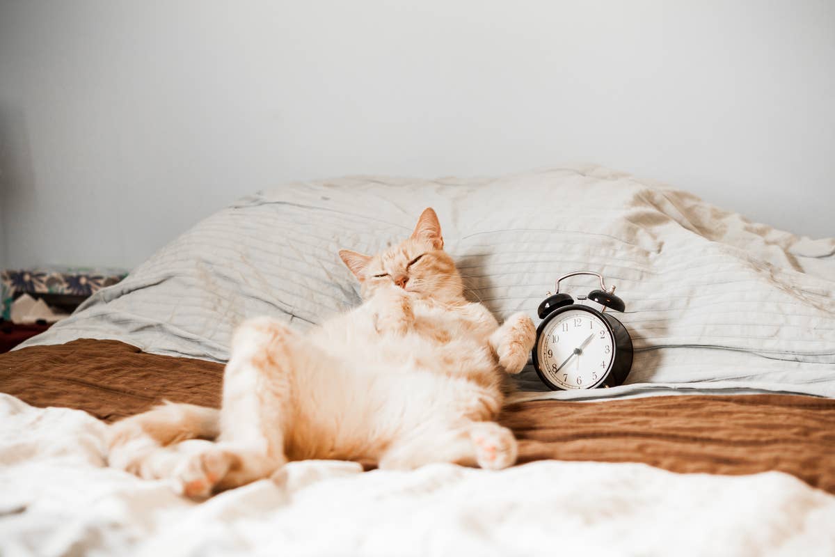 'Introvert' Rescue Kitten Taking Nap After Meeting New Friend Is Too ...