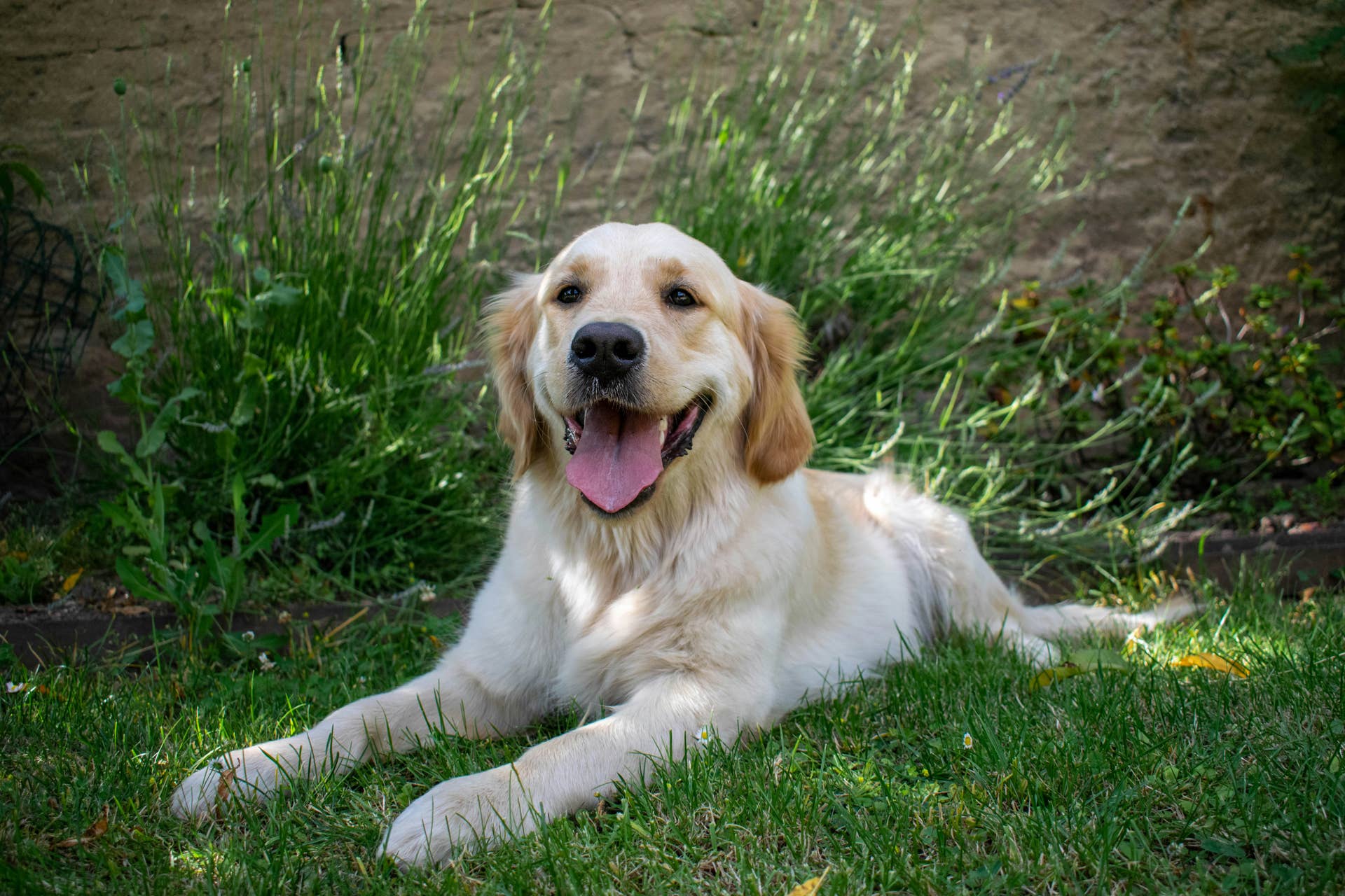 Funny Golden Retriever Greets Family With Most Perfect Toothy Grin ...