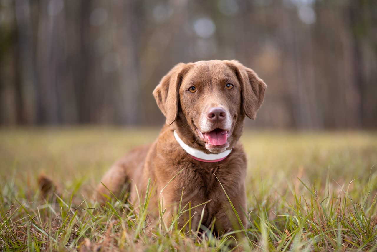 5 Best Brown Dog Breeds, According to an Expert - Parade Pets
