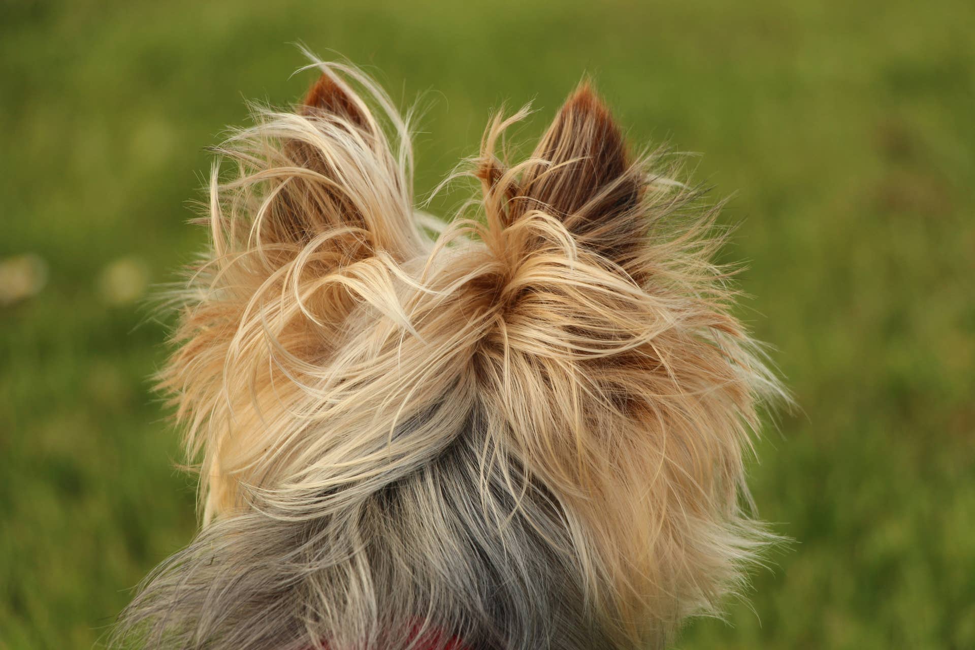 Senior Yorkie's Smile Looks Like the 'Charlie and the Chocolate Factory ...