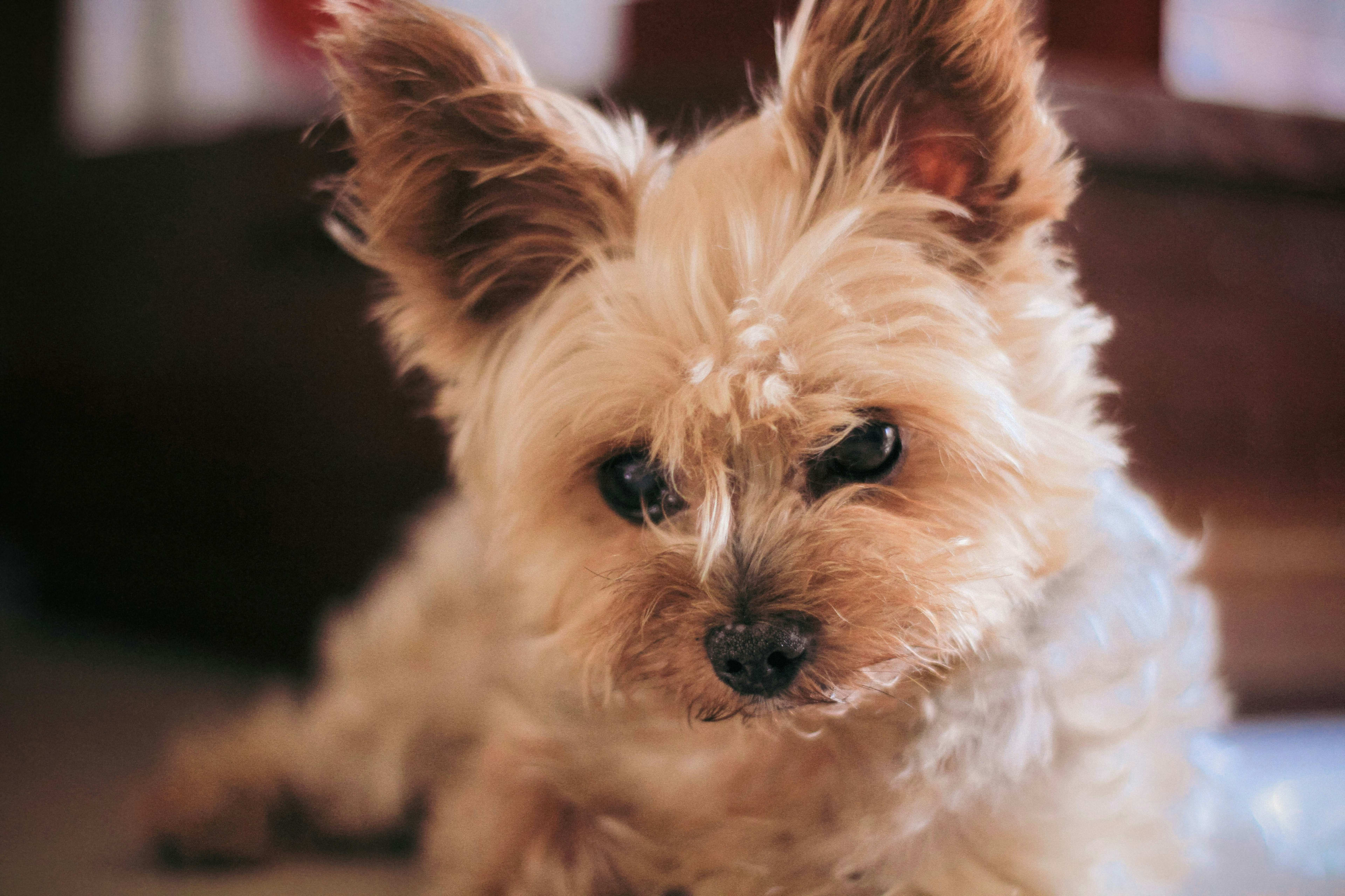 Senior Yorkie's Smile Looks Like the 'Charlie and the Chocolate Factory ...