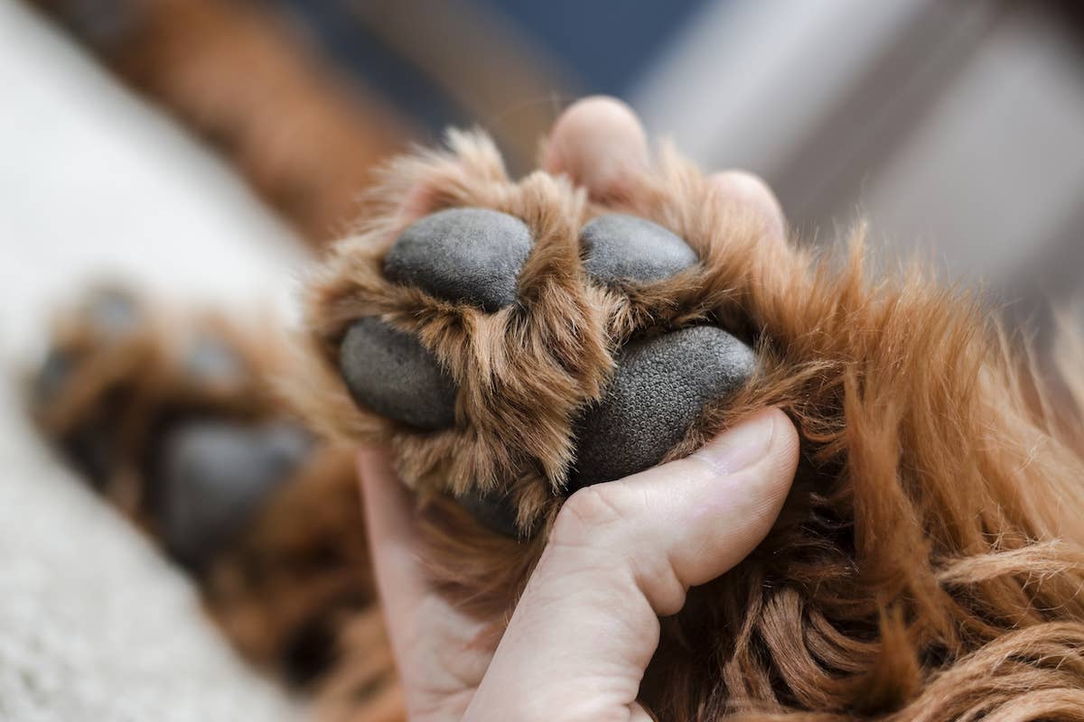 Rare German Shepherd-Chow Chow Mix’s Fluffy Face Is So Cute - Parade Pets