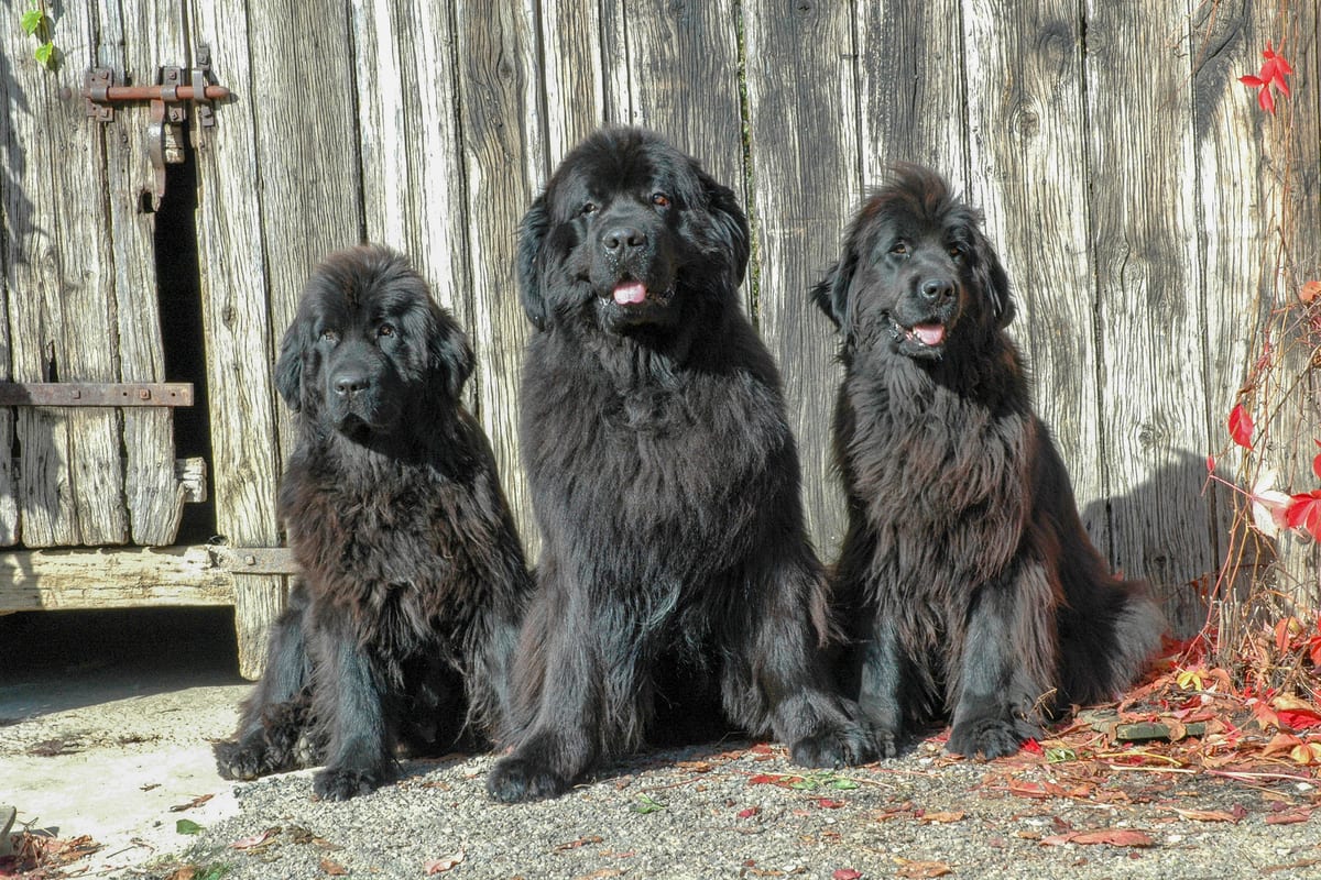 Newfoundland Dogs Hunt for Beloved Garbage Men Who Changed Routes in ...
