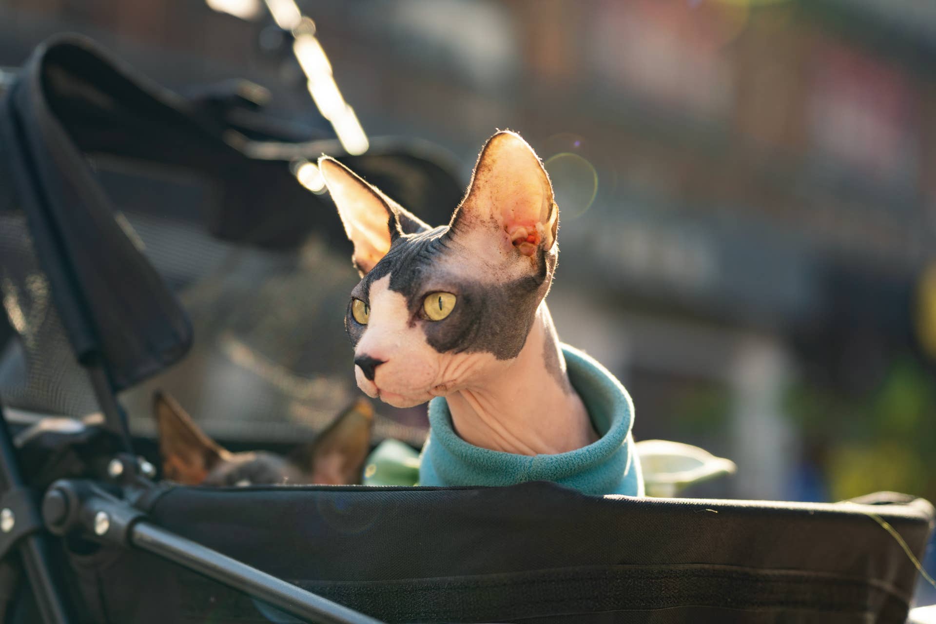Sphynx Cat's 'Old Lady' Jester Getup Looks Like a Robe and Curlers ...