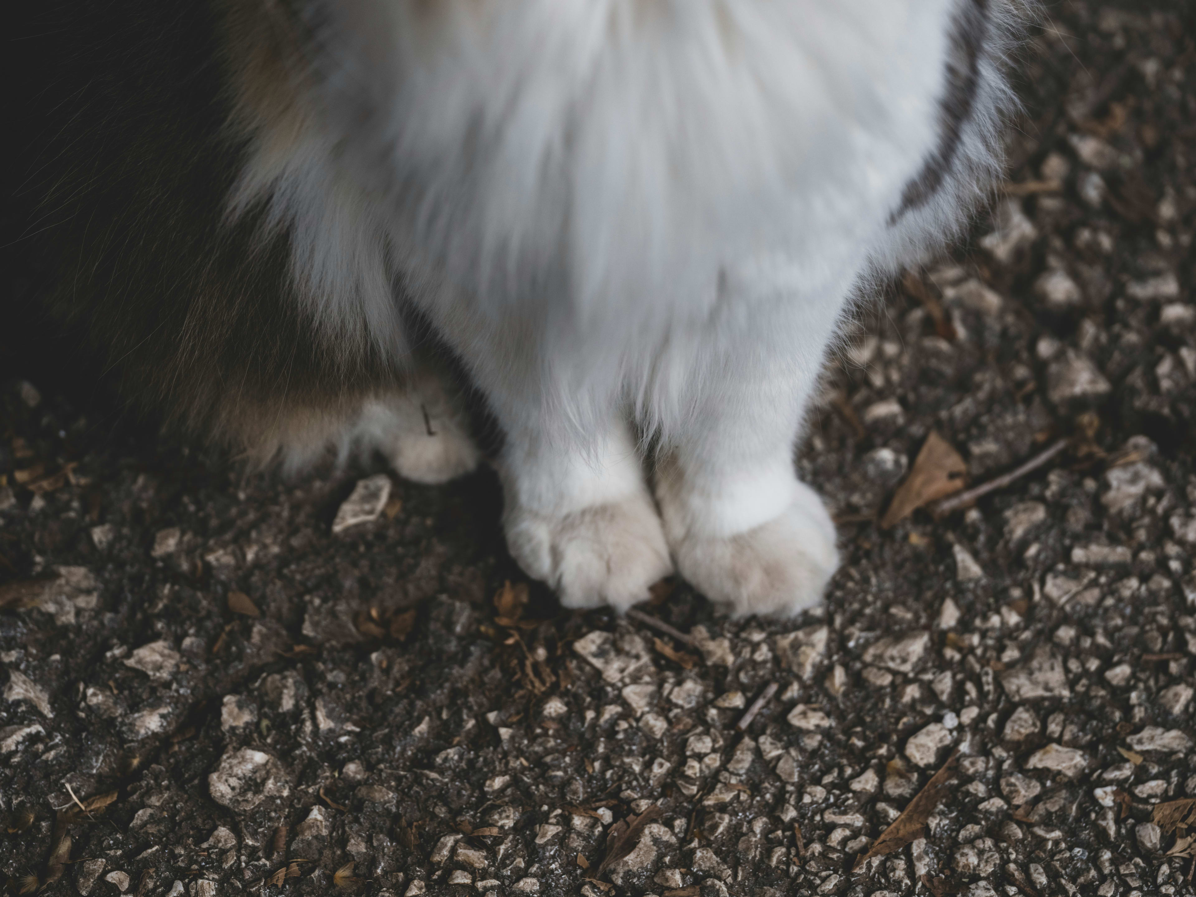 Persian Cat's Extreme Marshmallow Glow-up Comes With Cutest 'Hair Horns ...