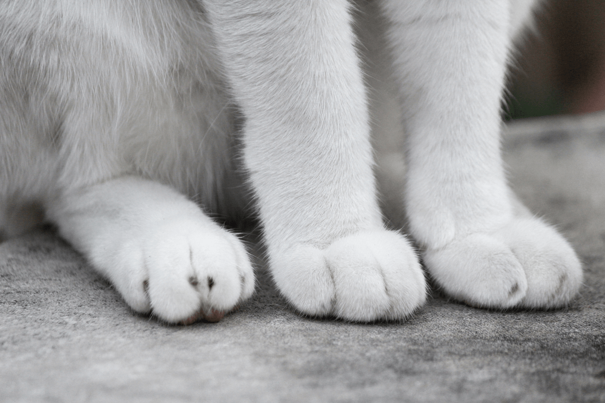 Rare Photo Captures Elusive 'Ghost Cat' and It’s Absolutely ...