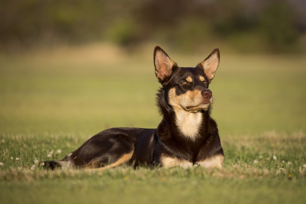 6 Popuar Australian Dog Breeds, According to Experts - Parade Pets