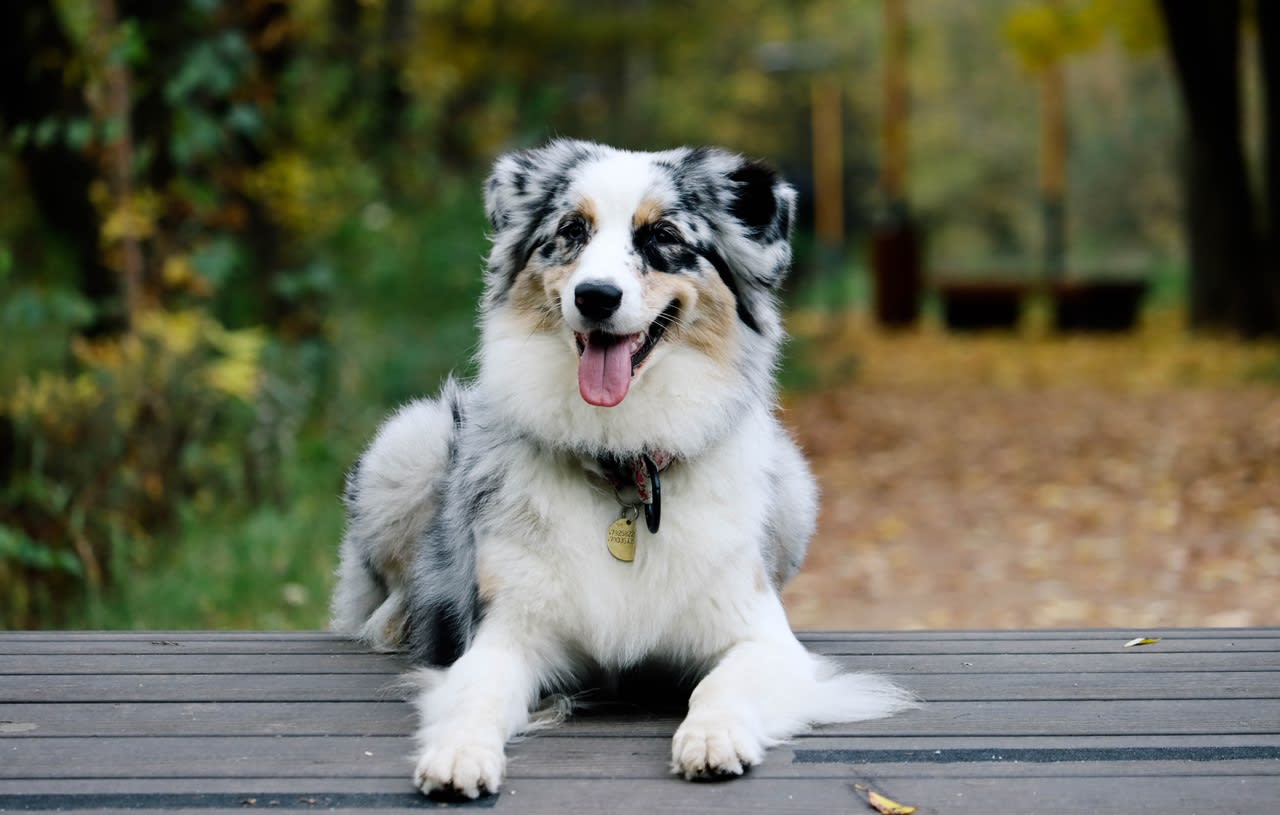 6 Popuar Australian Dog Breeds, According to Experts - Parade Pets