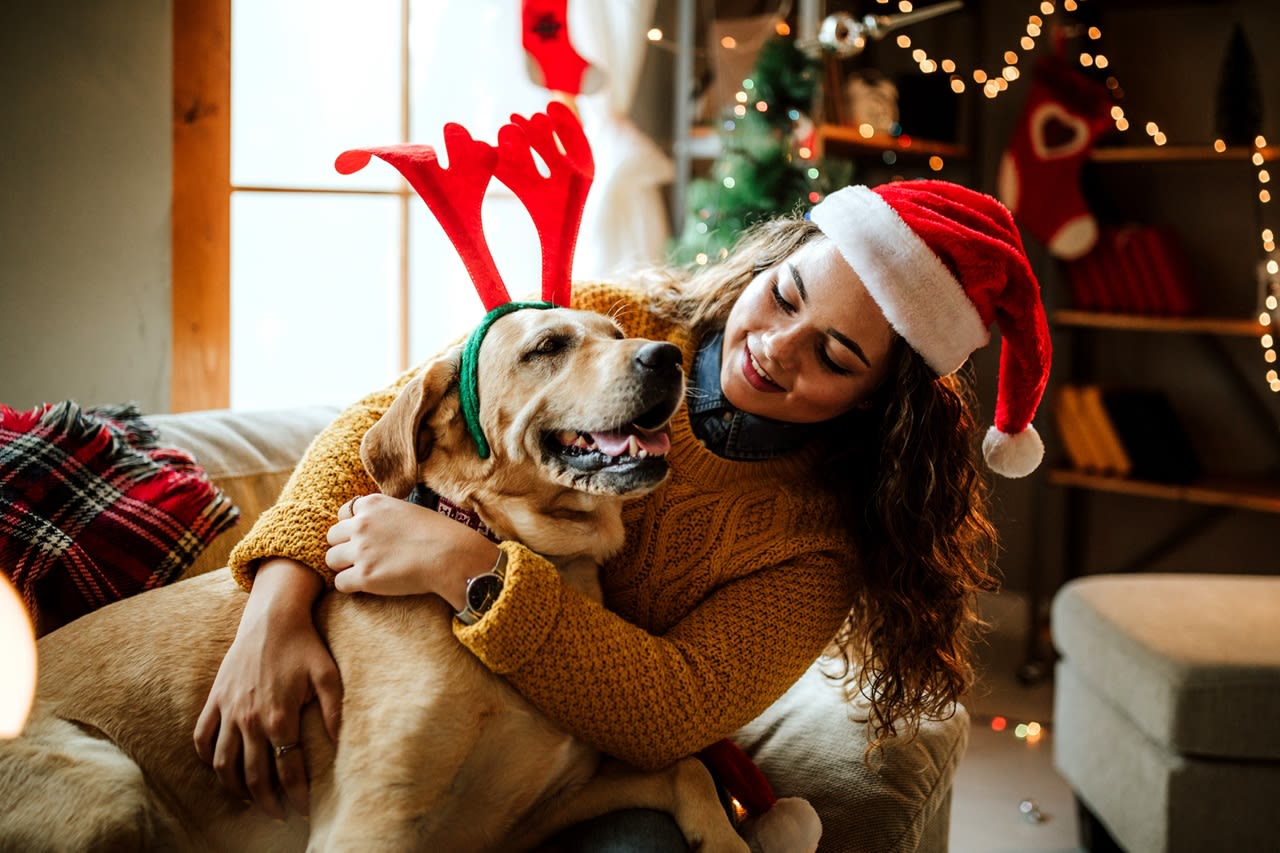 100+ Christmas Dog Jokes - Parade Pets