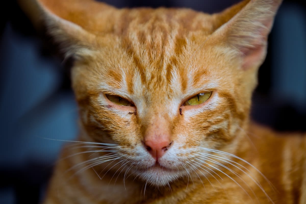 Orange Kitty and Goat Set Up Shop on the Cat Tree - Parade Pets