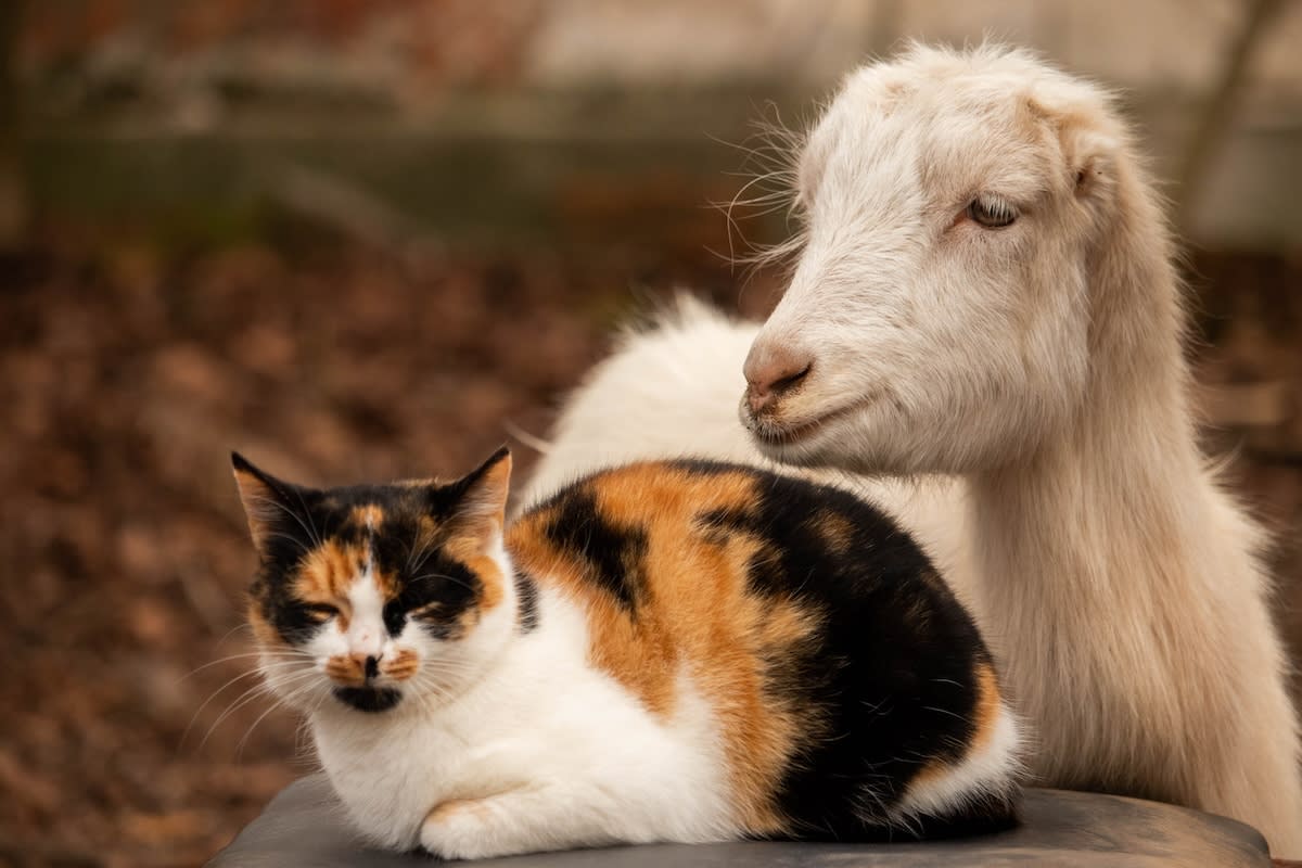 Orange Kitty and Goat Set Up Shop on the Cat Tree - Parade Pets
